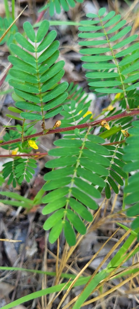 sensitive pea from Charles, Maryland, United States on September 03 ...