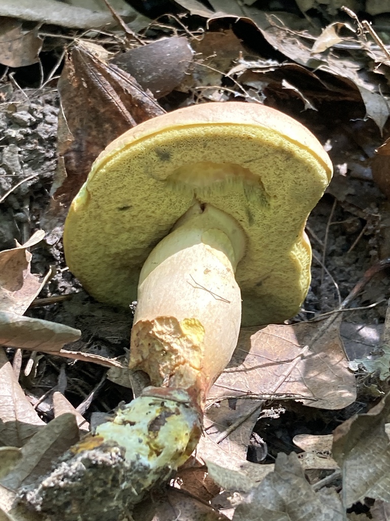 Suede Bolete from Che-Che-Pin-Qua Woods (Cook County Forest Preserve ...