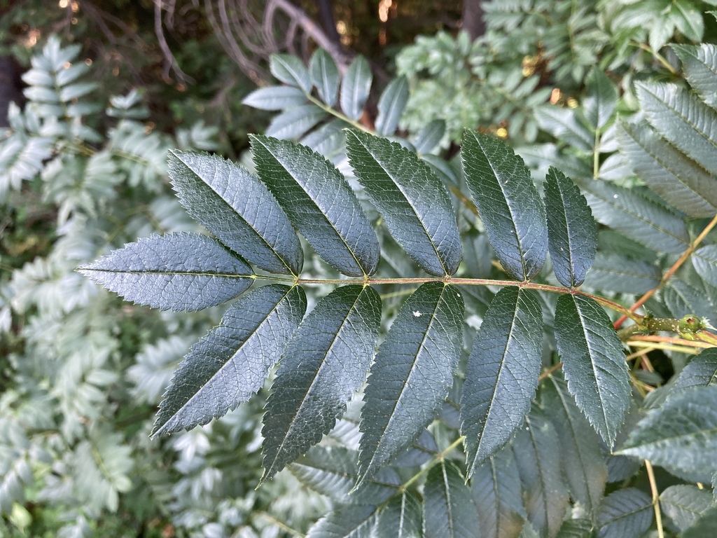 Greene's mountain ash from road to Sunrise, Mount Rainier National Park ...