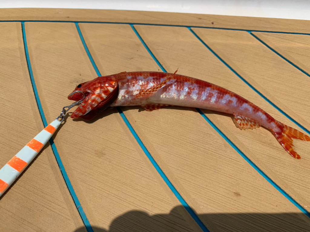 Sauro Lizardfish from Mexico on May 10, 2021 at 02:25 PM by cmvecsey84 ...