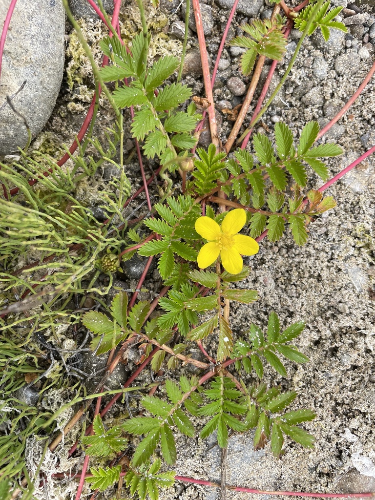 Pacific silverweed from Salt Point State Park, The Sea Ranch, CA, US on ...