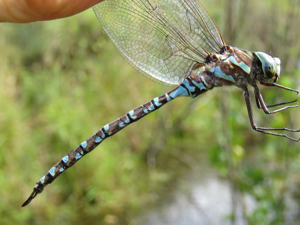 Canada Darner from Estrie, QC, Canada on September 03, 2022 at 01:00 PM ...