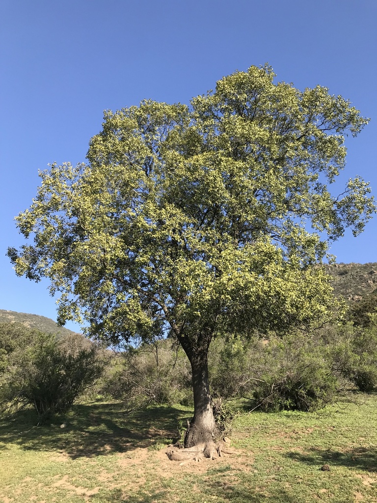 soapbark tree from Chanqueahue, Rengo, Bertador General Bernardo O ...