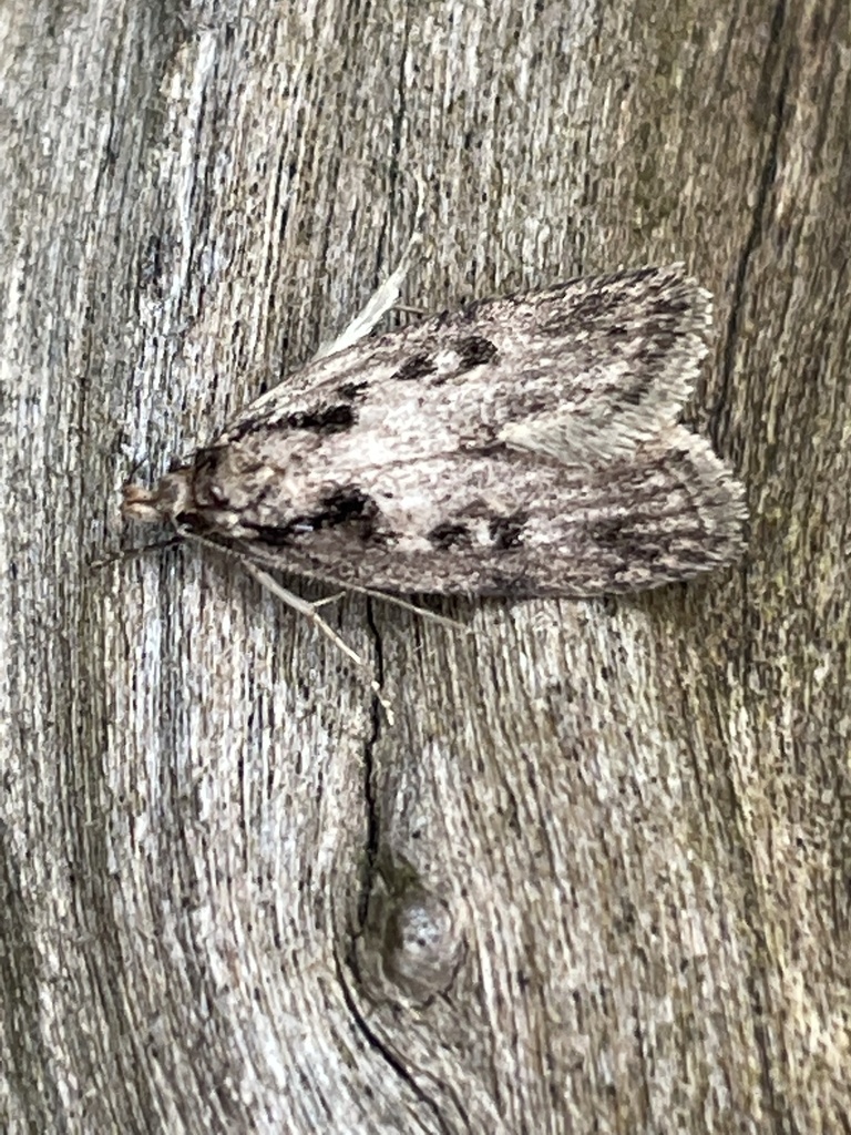 Curved-horn Moths from Boundary Tk E, Frankston South, VIC, AU on ...