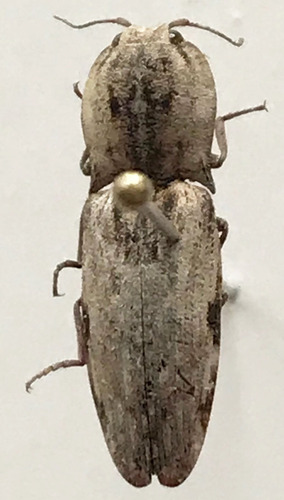 Cryptalaus albatus · iNaturalist United Kingdom