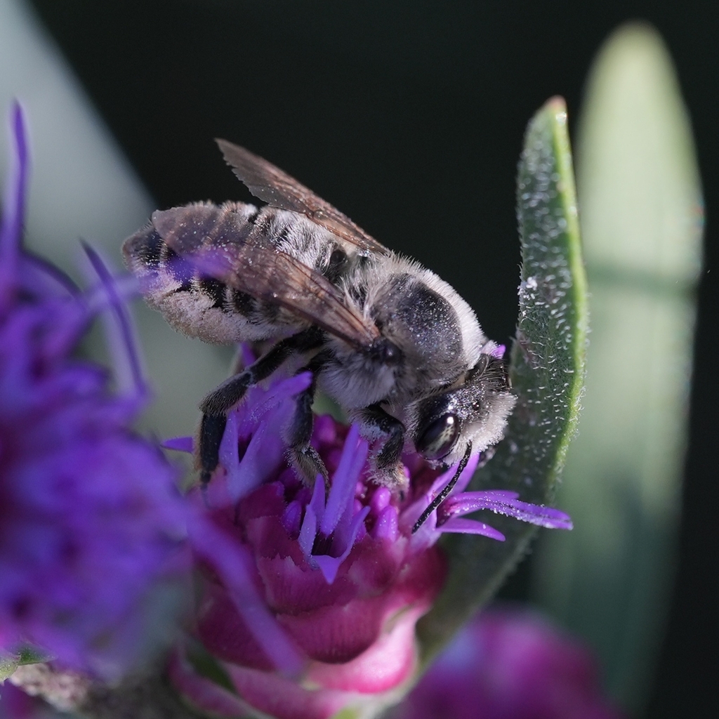 broad-handed leafcutter bee from Delton Township, MN, USA on September ...