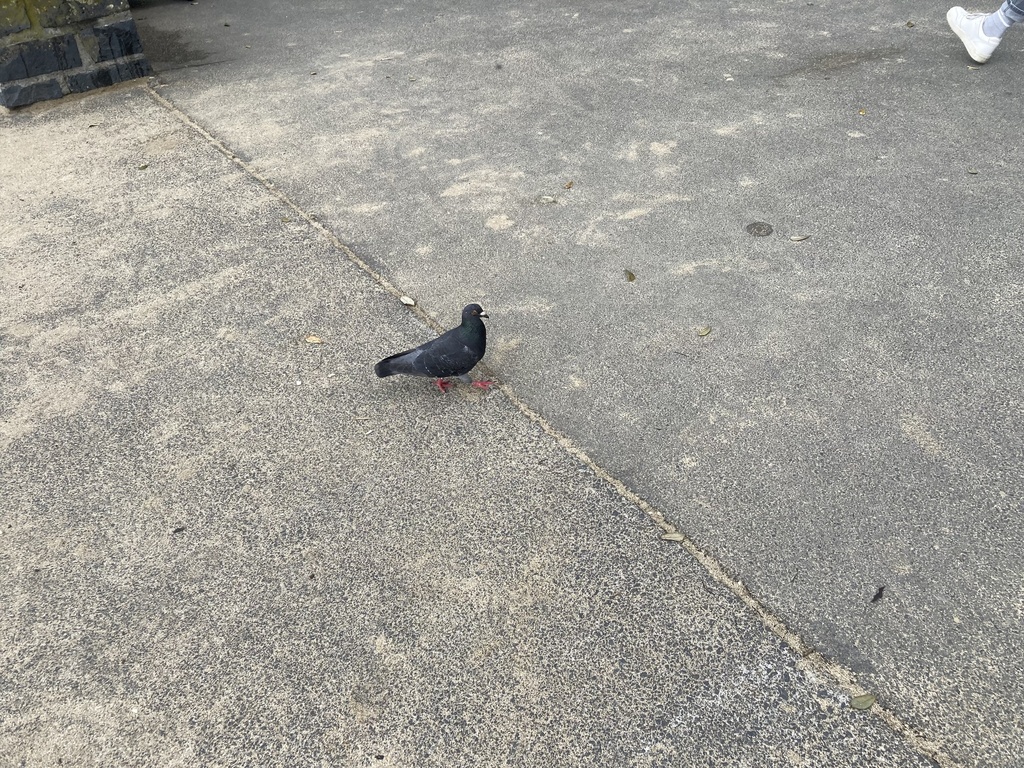 Feral Pigeon from Mission Bay, Orakei Ward, Auckland, NZ on September ...