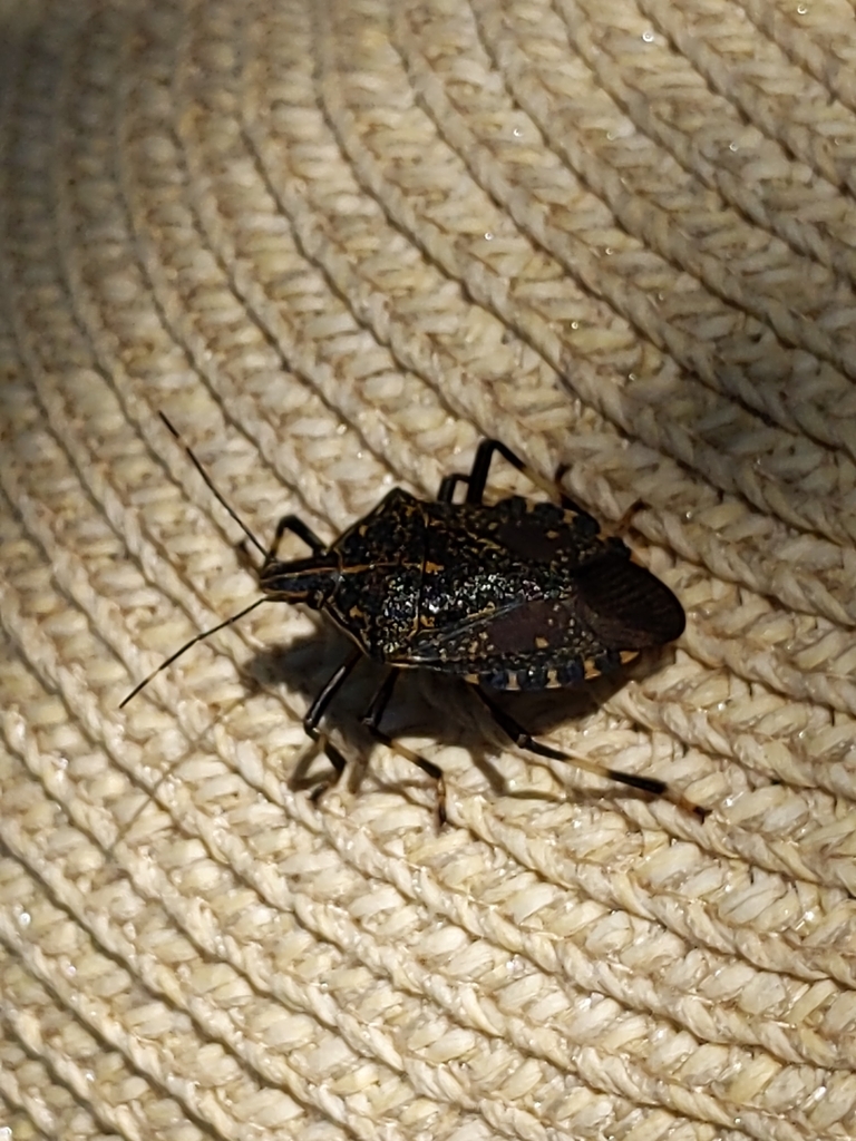Yellow-spotted Stink Bug in September 2022 by sugurusuguru · iNaturalist