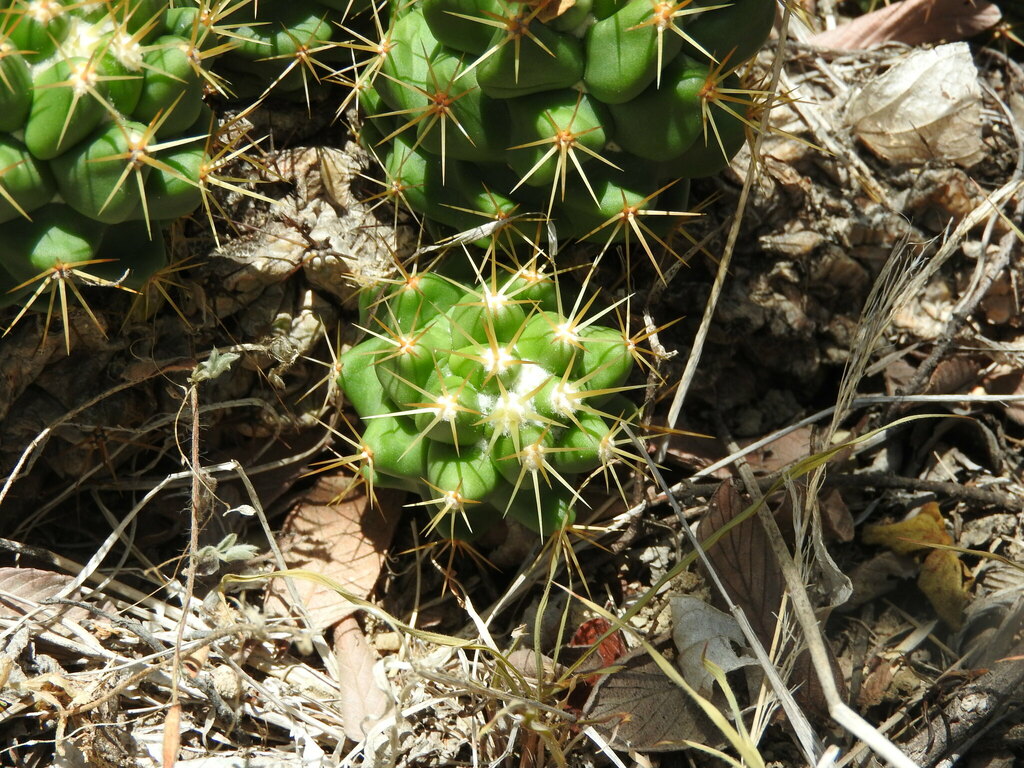 Coryphantha octacantha from Eloxochitlán, Hgo., México on August 27 ...