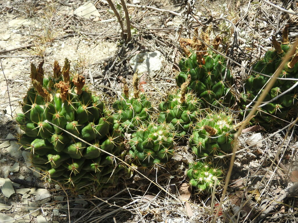 Coryphantha octacantha from Eloxochitlán, Hgo., México on August 27 ...