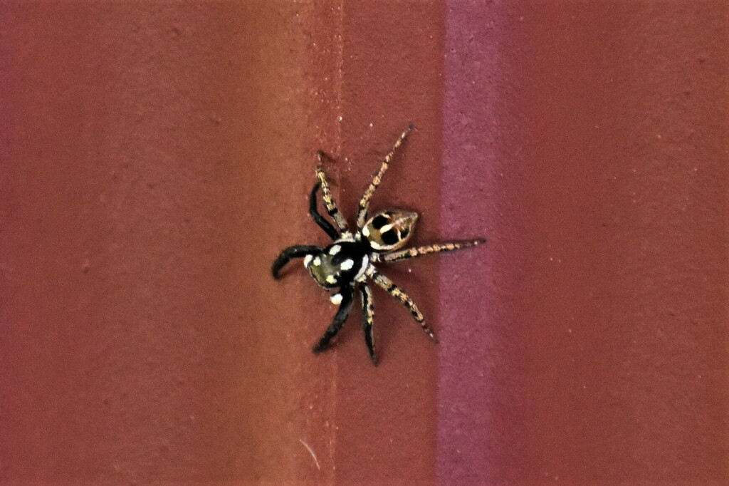 Twin-flagged Jumping Spider from Pinson, AL, USA on September 02, 2022 ...