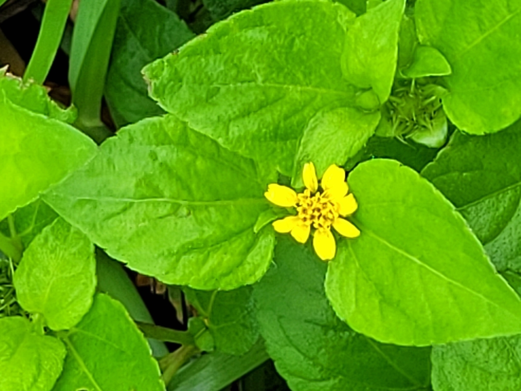 straggler daisy from Corpus Christi, TX 78414, USA on September 03 ...