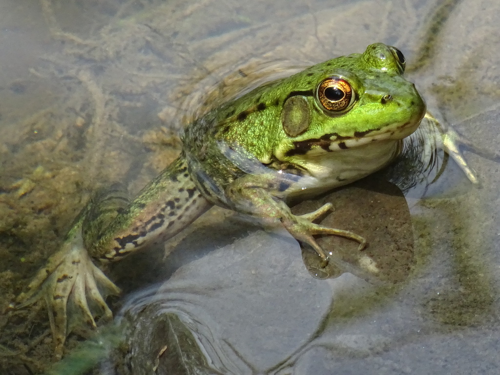 Green Frog (Amphibians of Appalachia) · iNaturalist