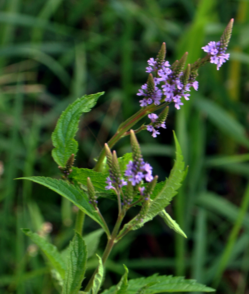 blue vervain from Rose Lake State Natural Area on August 12, 2015 at 06 ...