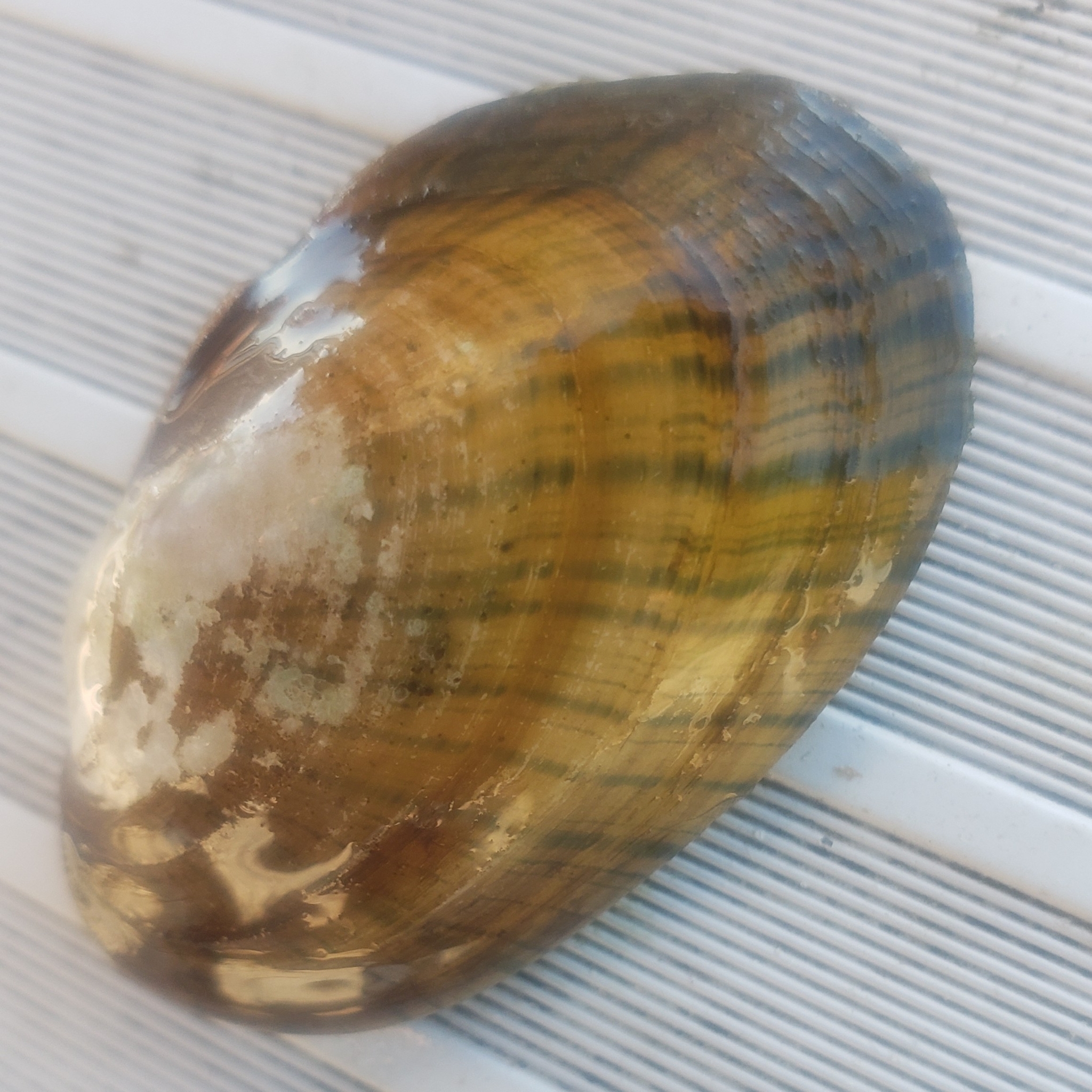 Lampsilis radiata (Gmelin, 1791)