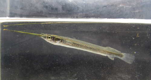 Zenarchopterus striga · iNaturalist