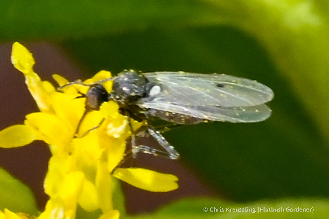 Dance Flies from Tupper Lake, New York, United States on August 24 ...