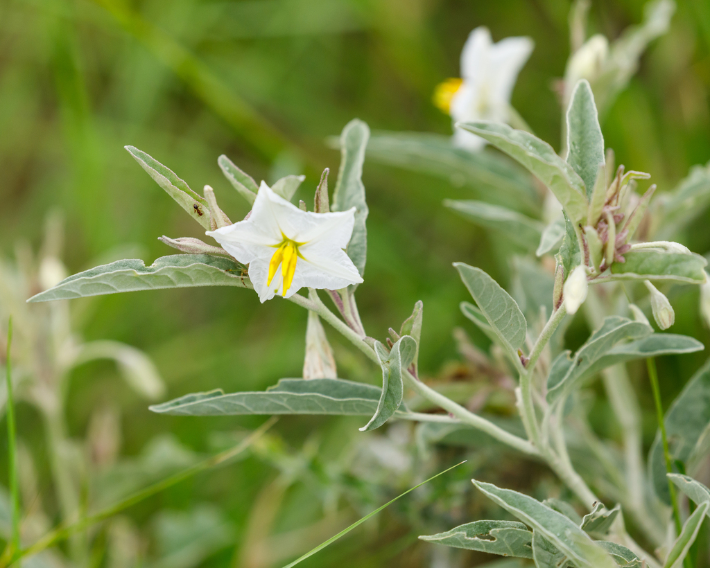 silverleaf nightshade from Wilson, Texas, United States on May 08, 2021 ...