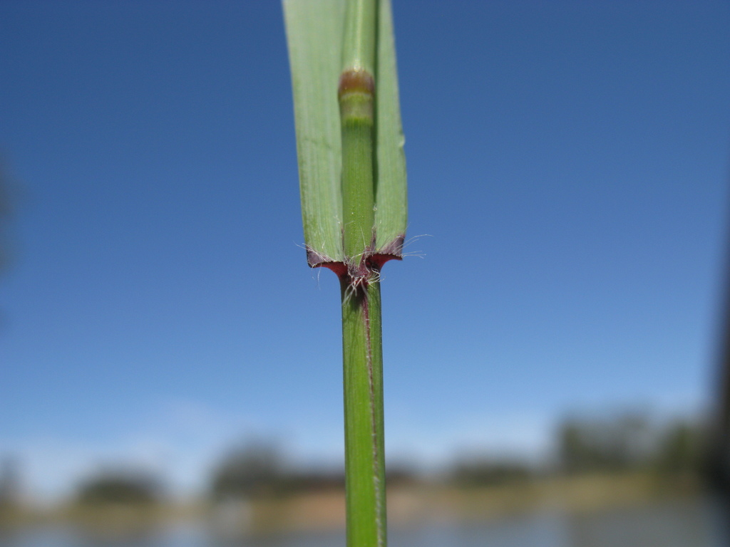 perennial veldt grass (Pohakuloa Training Area) · iNaturalist
