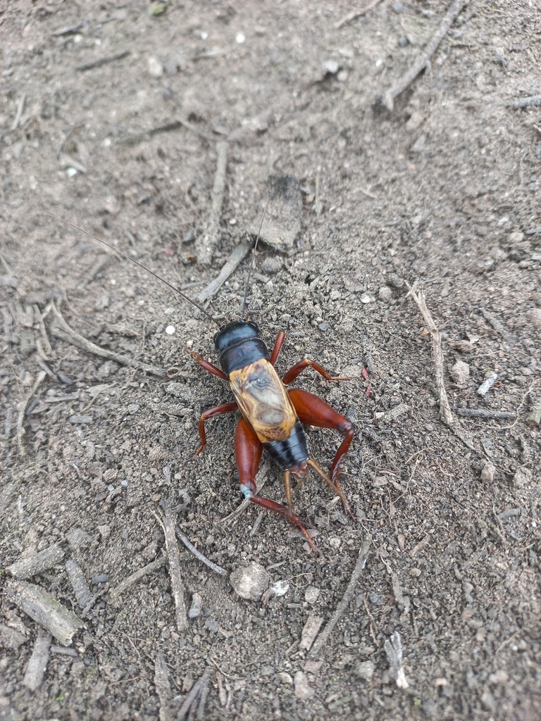 Gryllus from Lomas de Lachay, Lima, Perú on September 3, 2022 at 04:30 ...