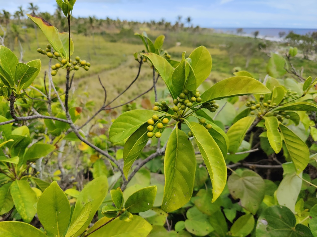 Vavaea from Tongatapu, Tonga on September 4, 2022 at 03:33 PM by ...