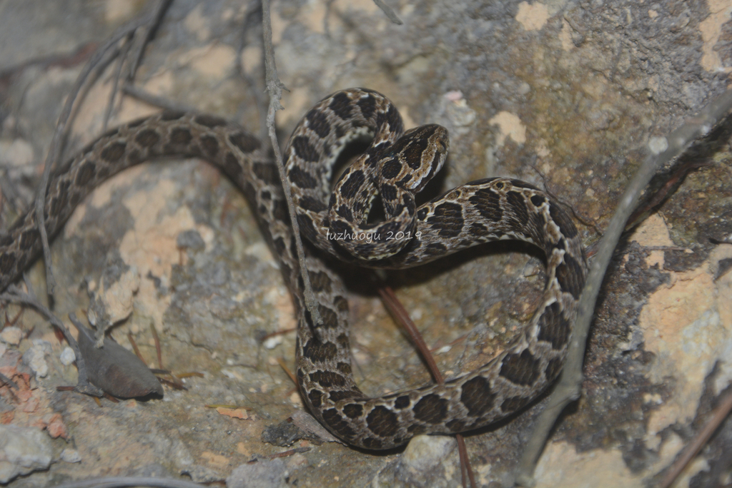 Many-spotted Cat Snake from Shenzhen, CN-GD, CN on June 4, 2022 by ...