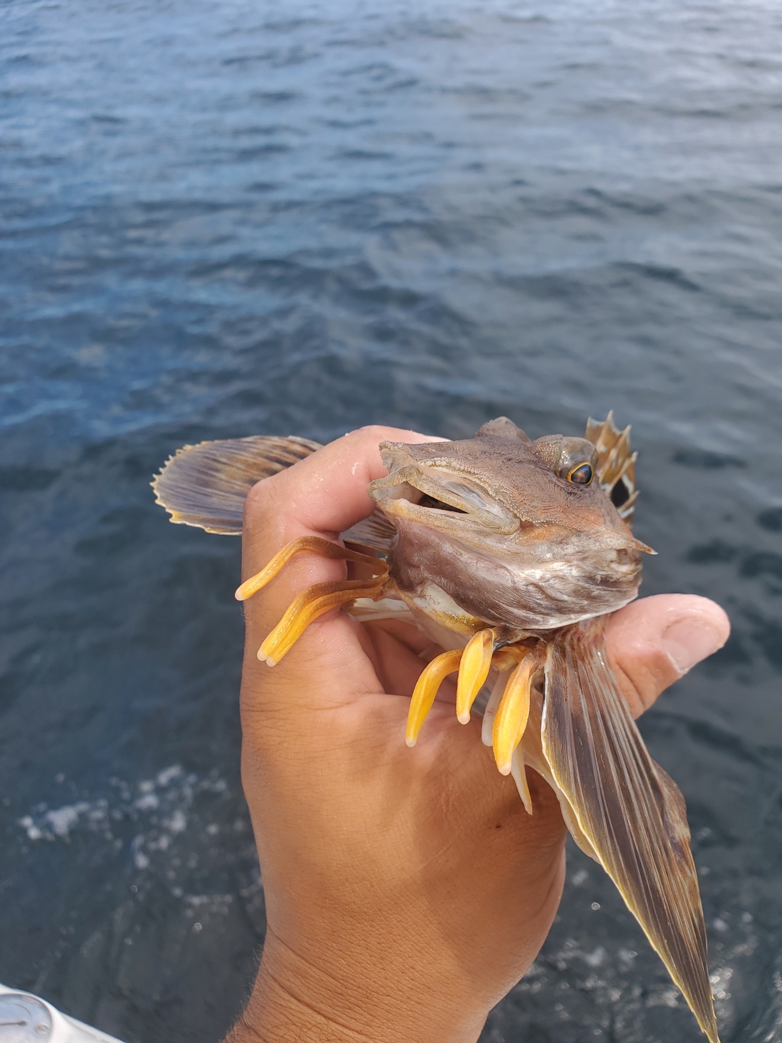 Prionotus carolinus (Linnaeus, 1771)