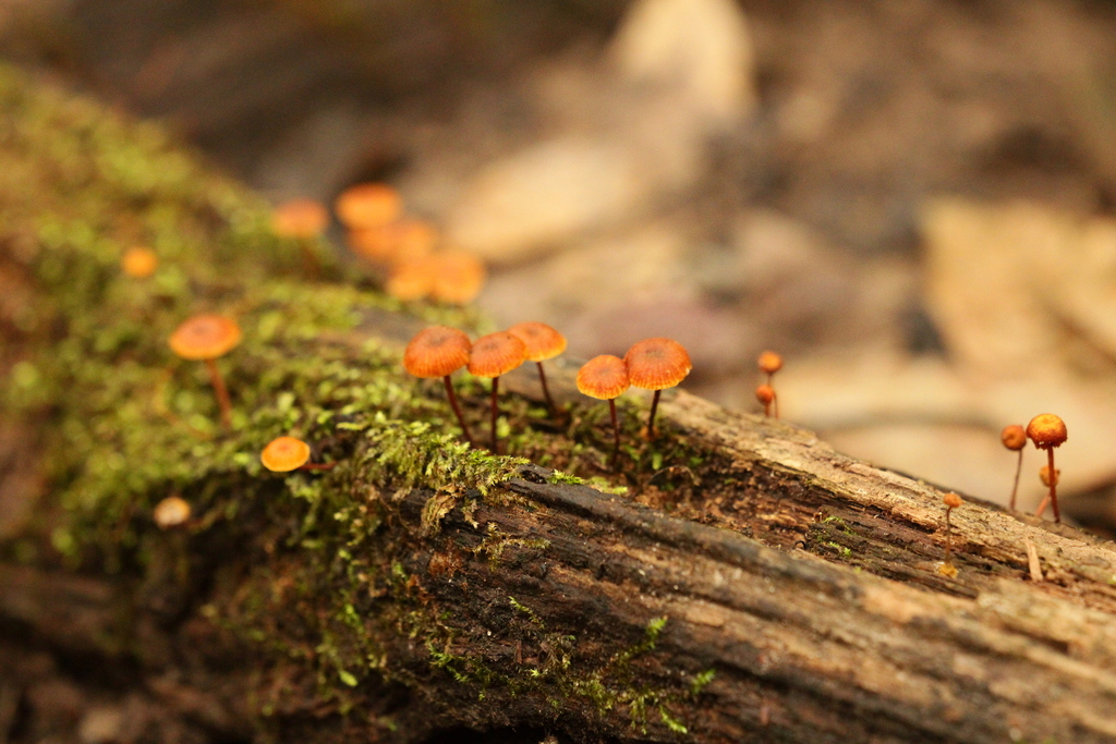 Pinewood Gingertail in September 2022 by Clifton Albrecht · iNaturalist