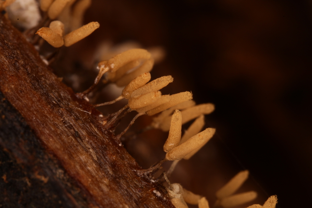 Arcyria in September 2022 by Clifton Albrecht · iNaturalist