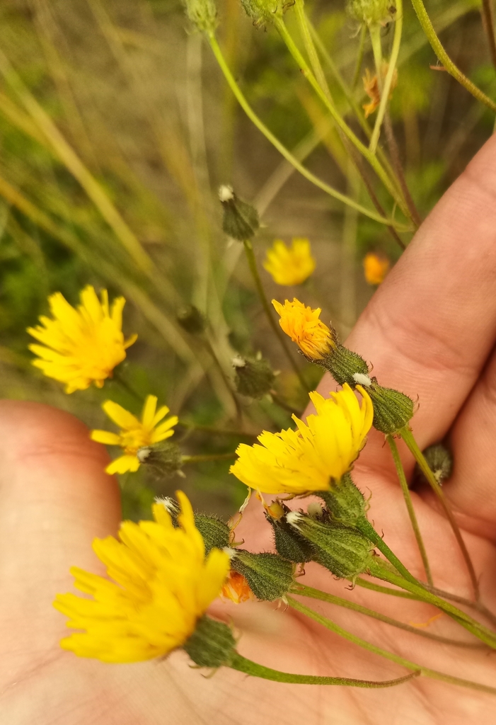 narrow-leaved hawksbeard from Респ. Бурятия, Россия, 670031 on ...