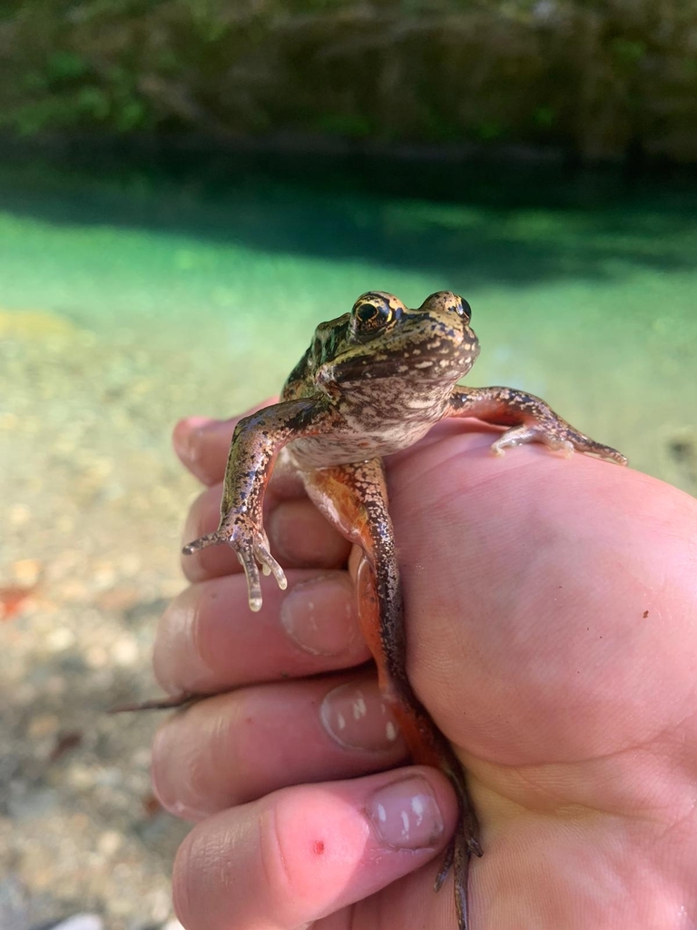 Northern Red-legged Frog from Port Renfrew, BC V0S 1K0, Canada on ...