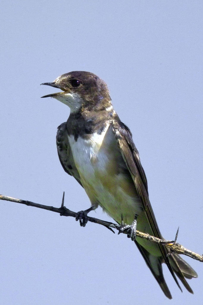 Banded Martin (Birds of Kenya) · iNaturalist