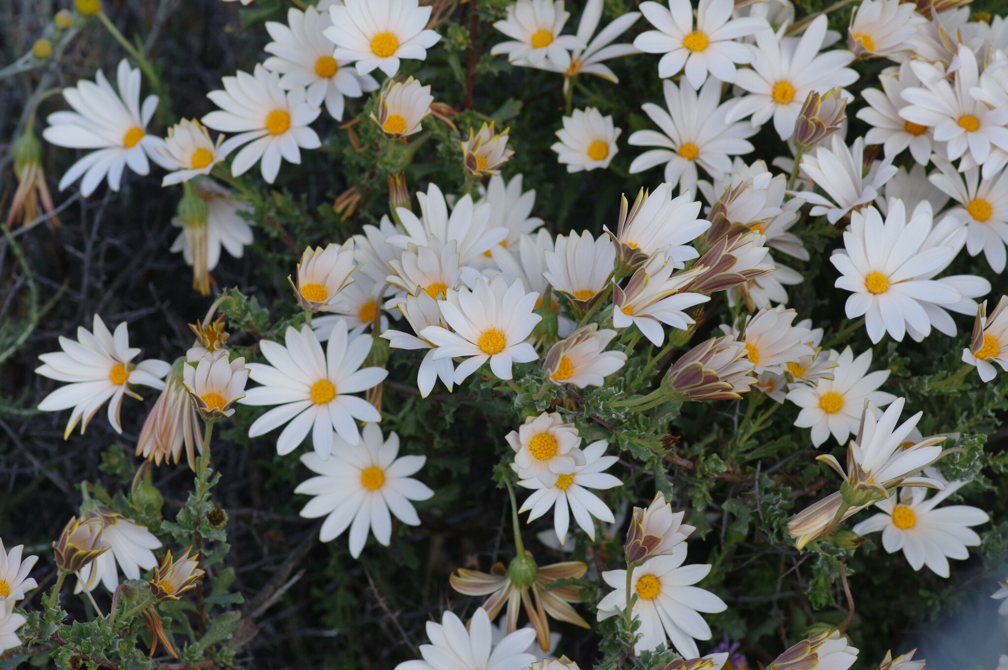 Dimorphotheca cuneata (Thunb.) DC.