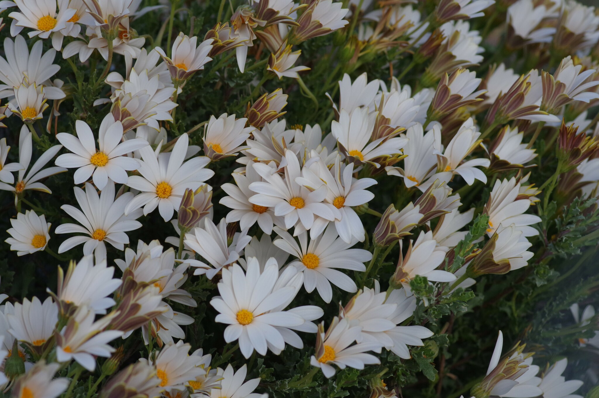 Dimorphotheca cuneata (Thunb.) DC.