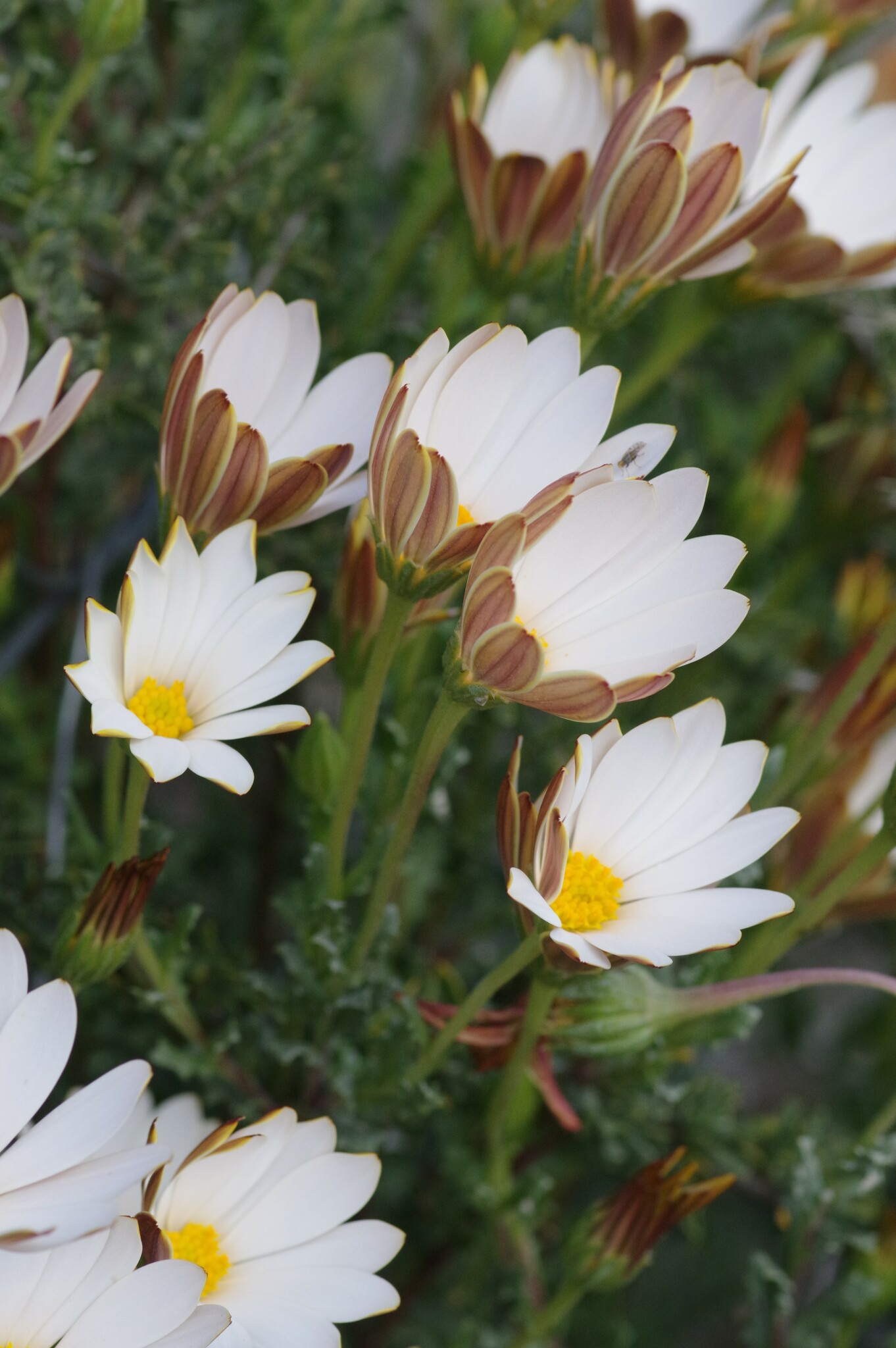 Dimorphotheca cuneata (Thunb.) DC.