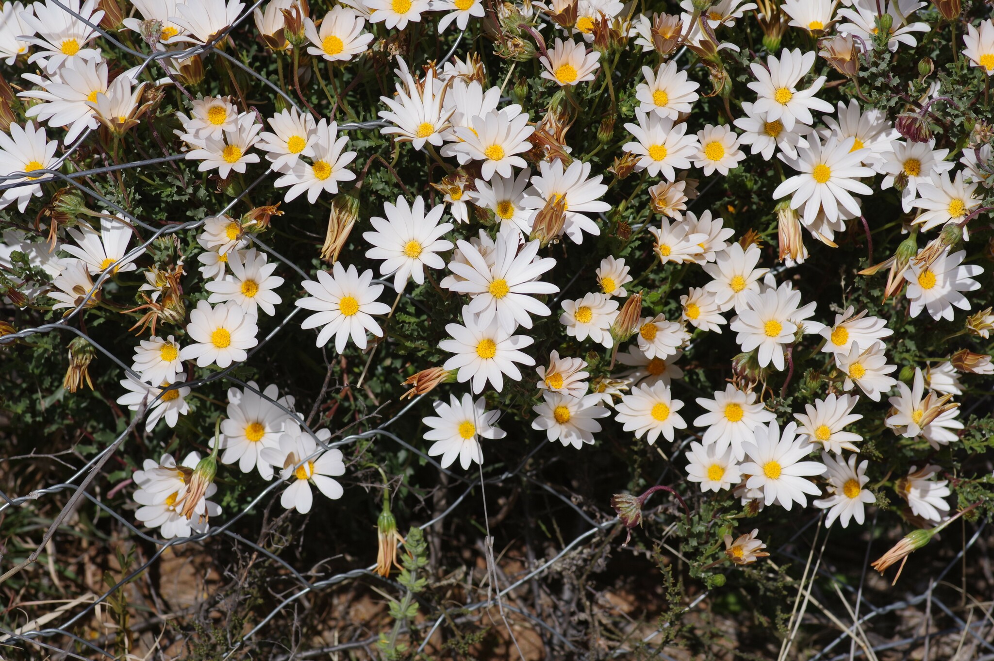 Dimorphotheca cuneata (Thunb.) DC.