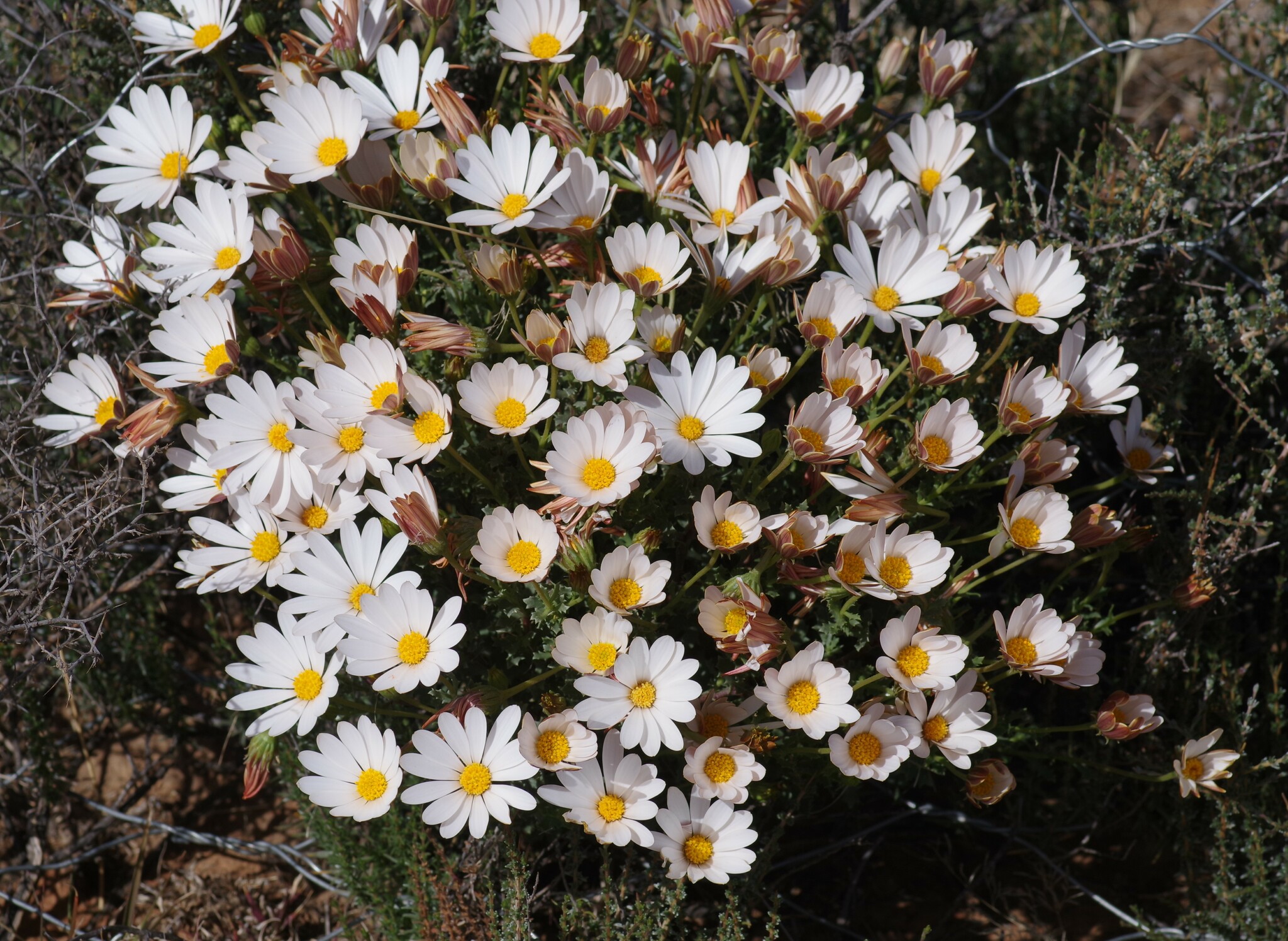 Dimorphotheca cuneata (Thunb.) DC.