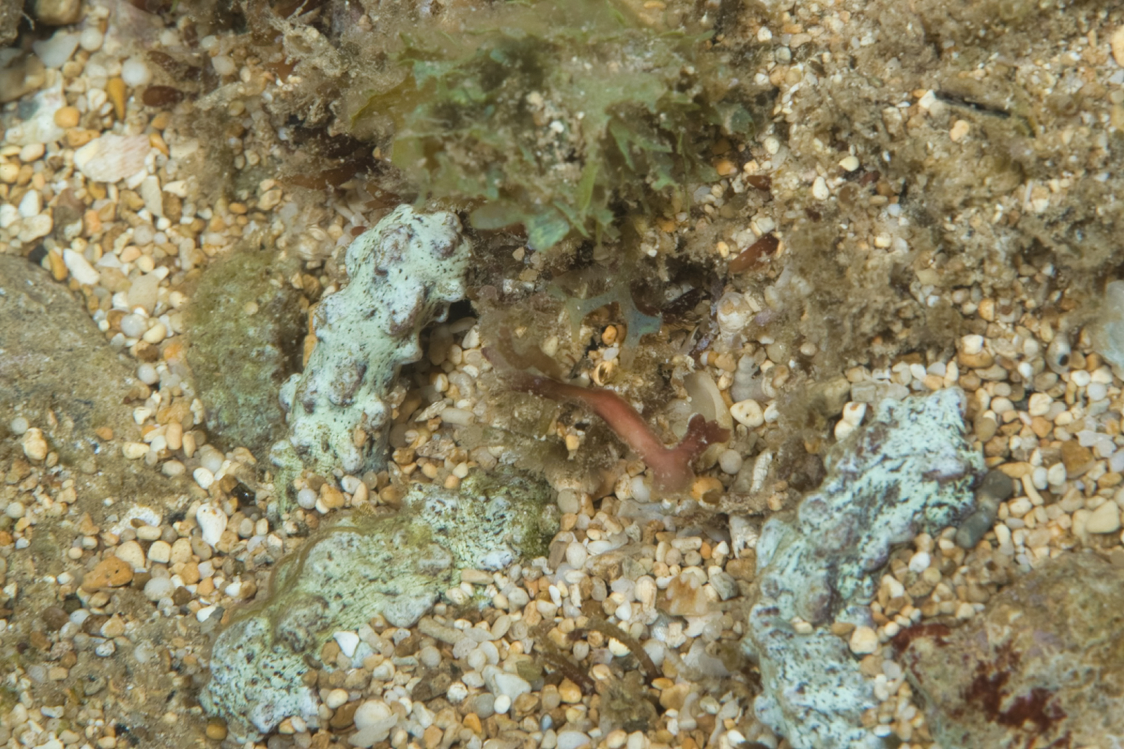 Isaurus tuberculatus Gray, 1828