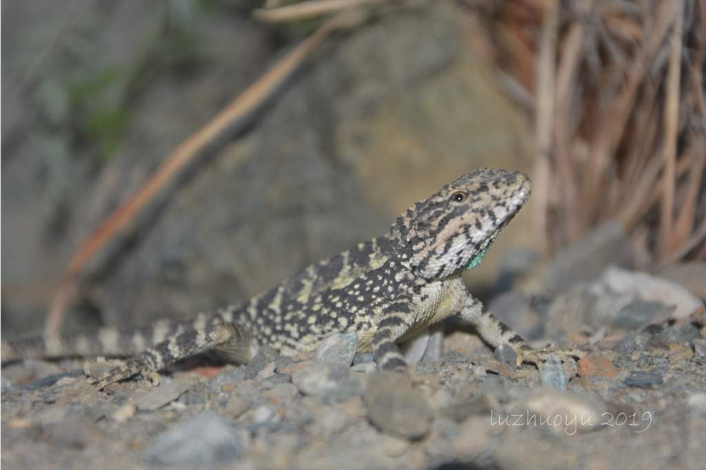 Aorun Mountain Dragon in July 2019 by luzhuoyu · iNaturalist