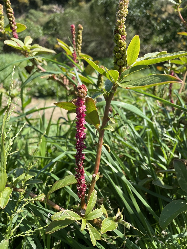 Inkweed from Okowai Lagoon, Porirua, Wellington, NZ on September 04 ...