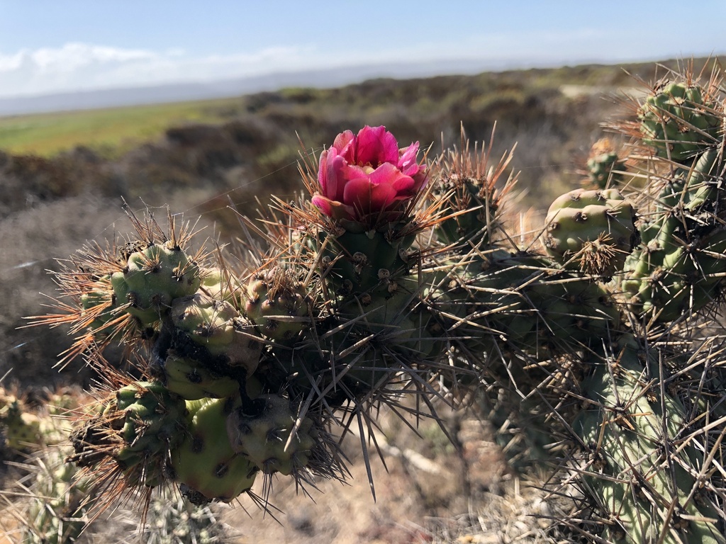 Coast Cholla from Tijuana Slough National Wildlife Refuge, Imperial ...