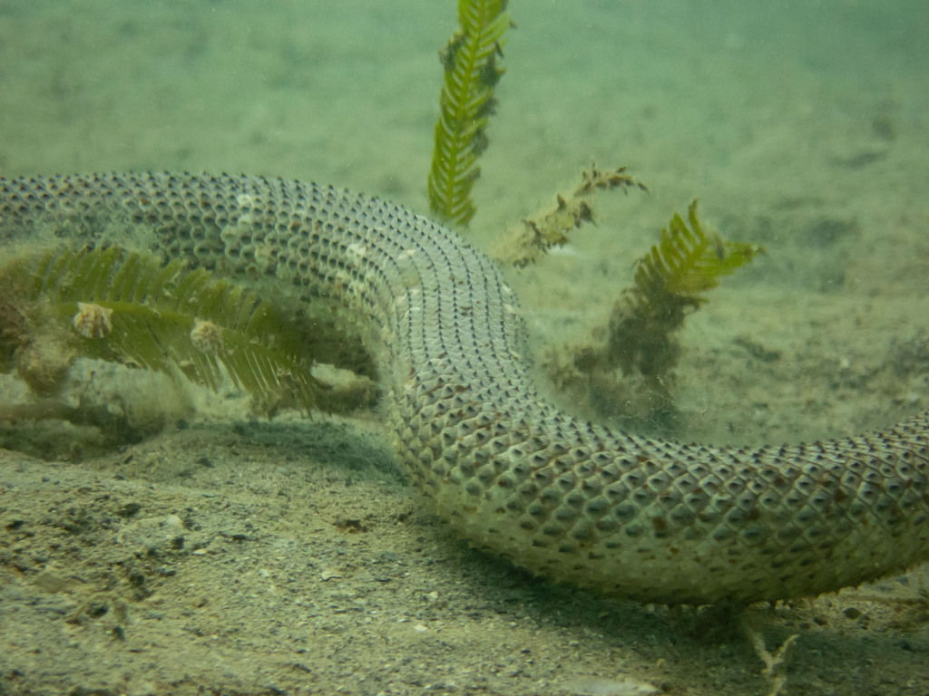 Horned Sea Snake (Hydrophis peronii) - Snakes and Lizards