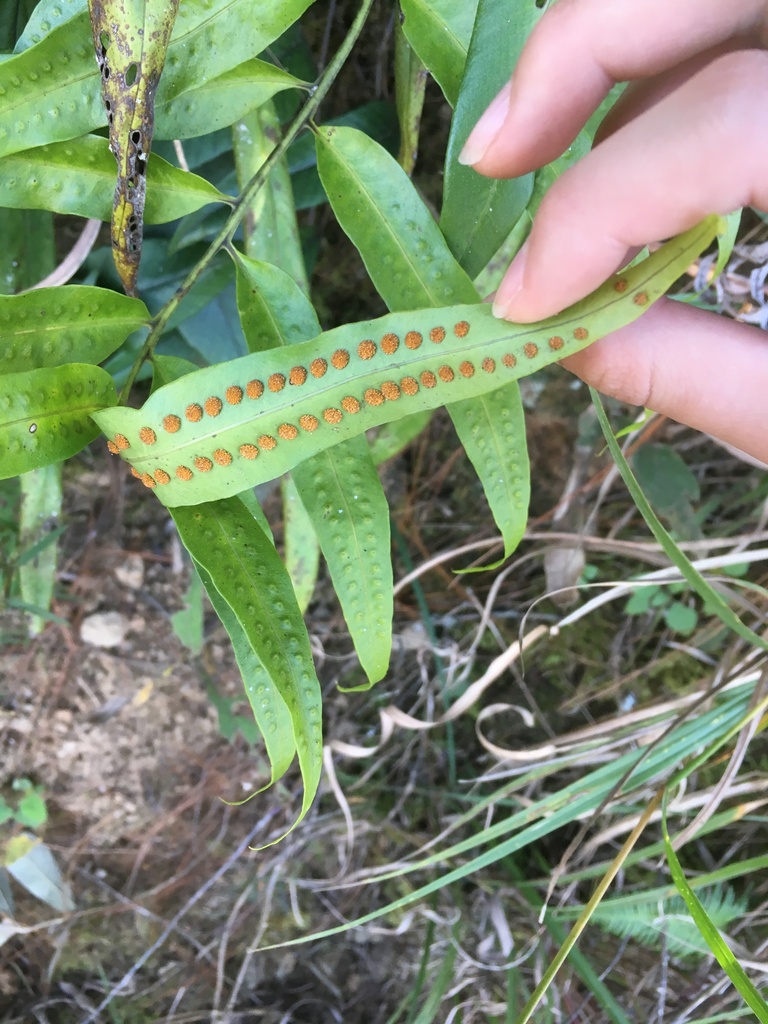 Microsorum cuspidatum from 中国云南省文山壮族苗族自治州 on February 9, 2019 at 02:11 ...