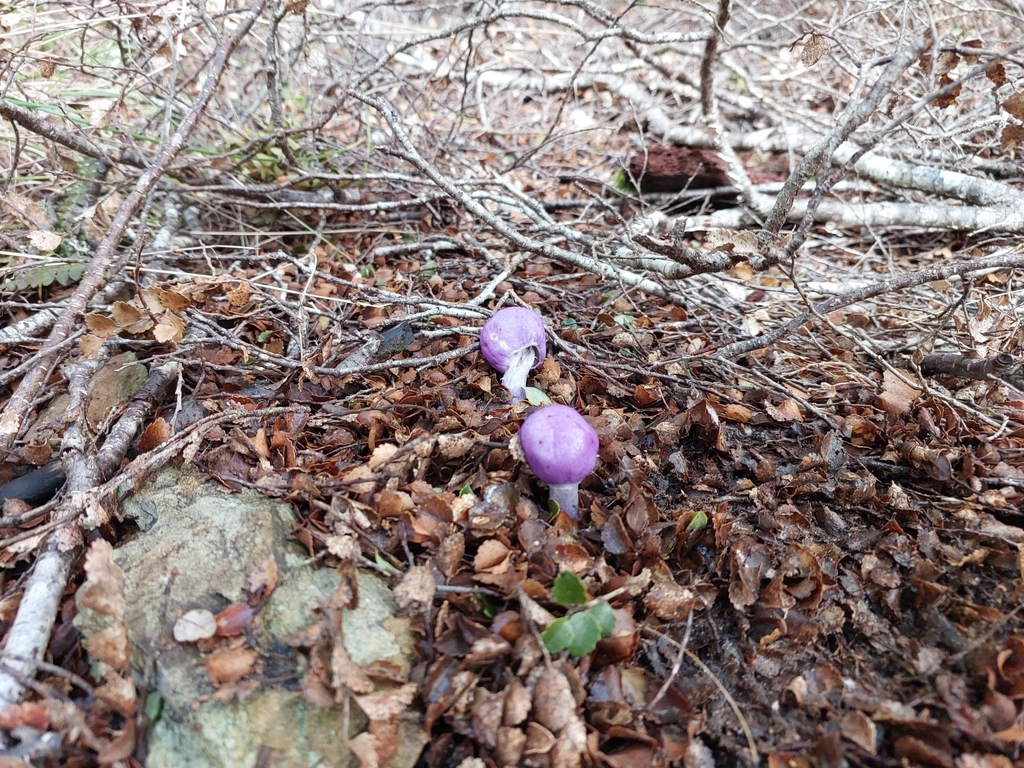 Webcaps from Brightwater 7091, New Zealand on August 07, 2022 at 01:23 ...