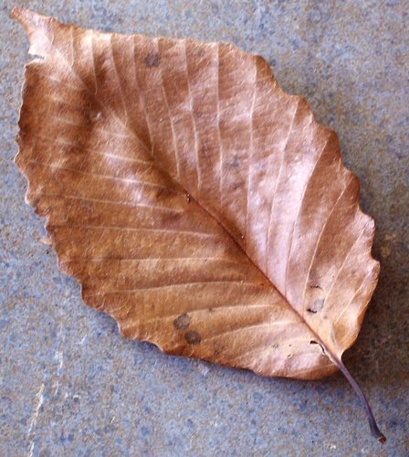 swamp chestnut oak (Earthwatch Institute's Urban Tree Project ...