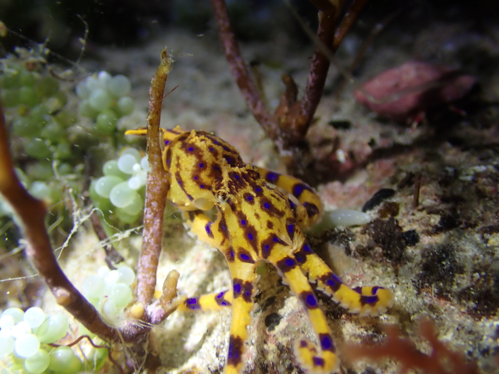 Lesser Blue-ringed Octopus from Fremantle, AU-WA, AU on August 26, 2022 ...