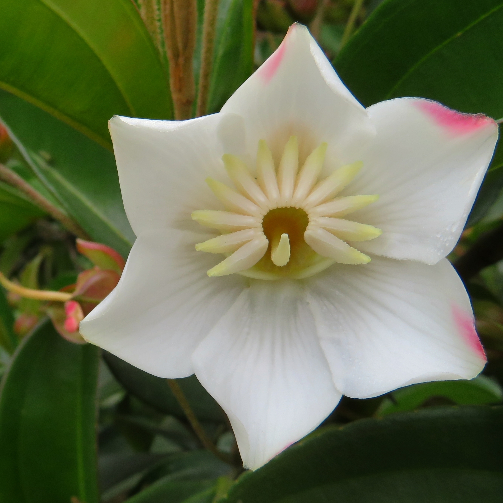 Blakea granatensis Naudin