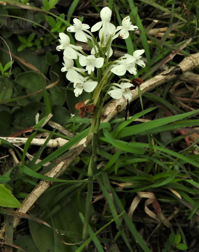 Habenaria roxburghii from Doddakaturu, Karnataka 570008, India on ...
