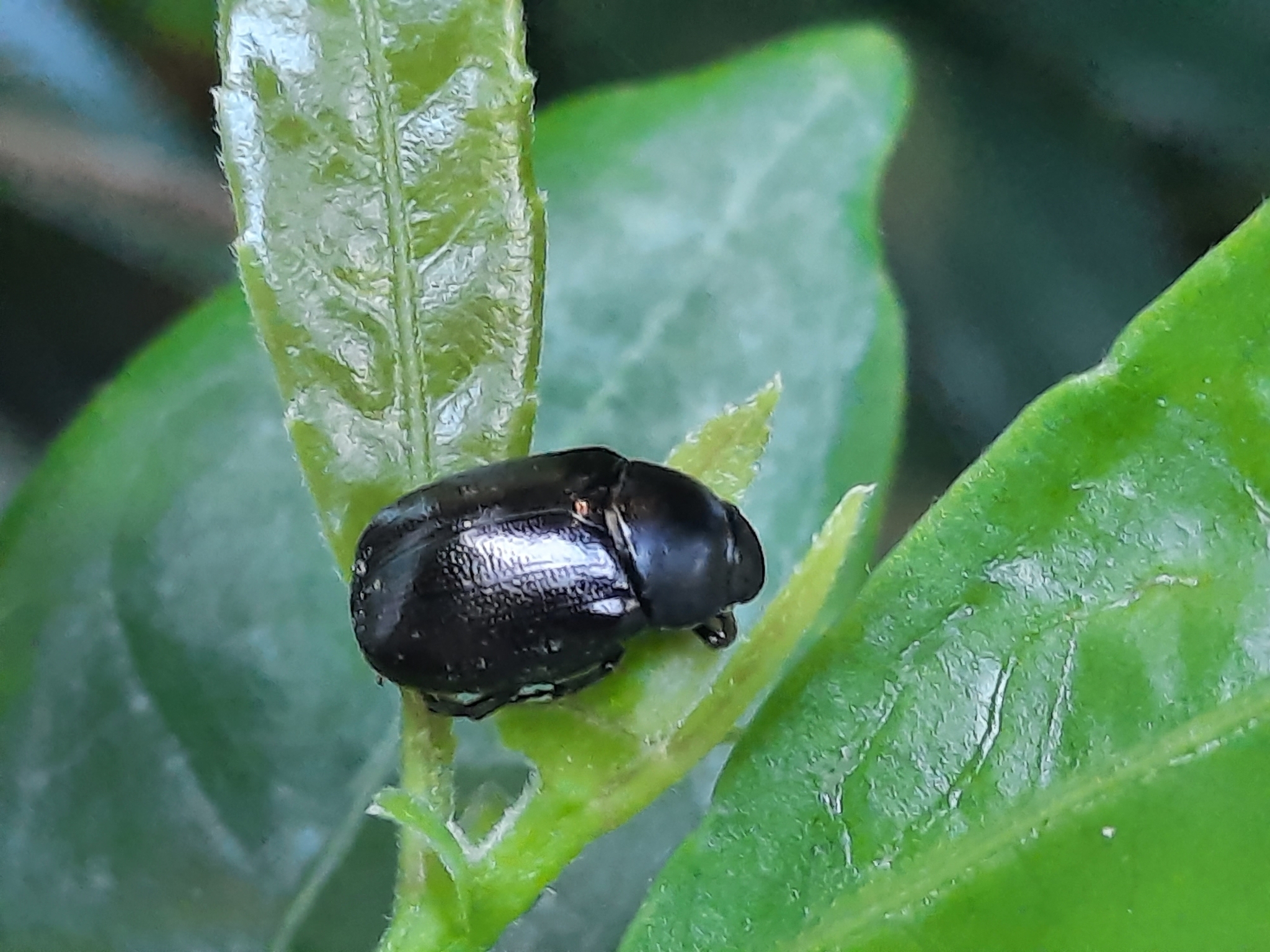 Apogonia cribricollis Burmeister, 1855