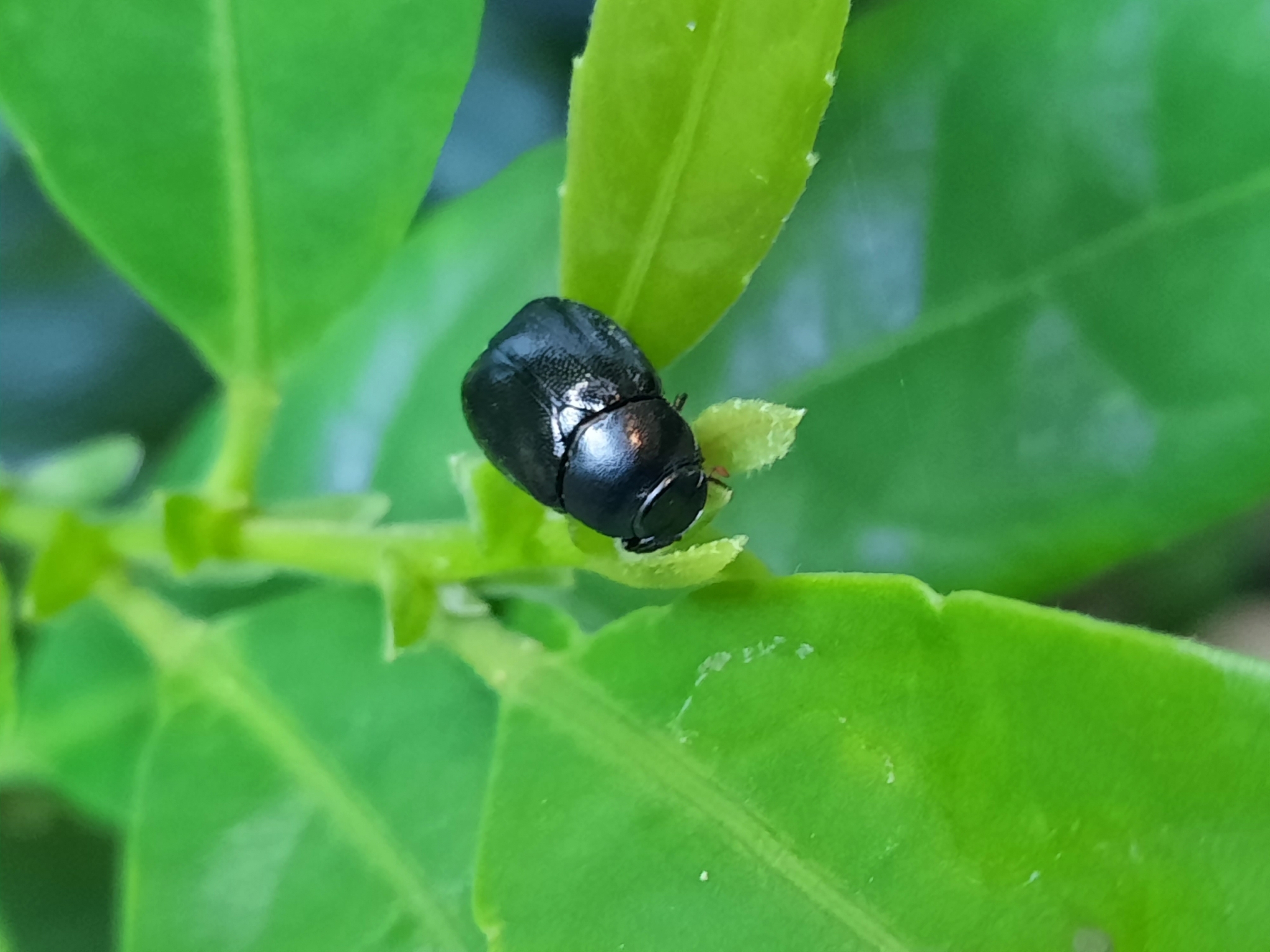 Apogonia cribricollis Burmeister, 1855